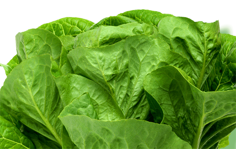 Lettuce Safety - LettuceInfo.org