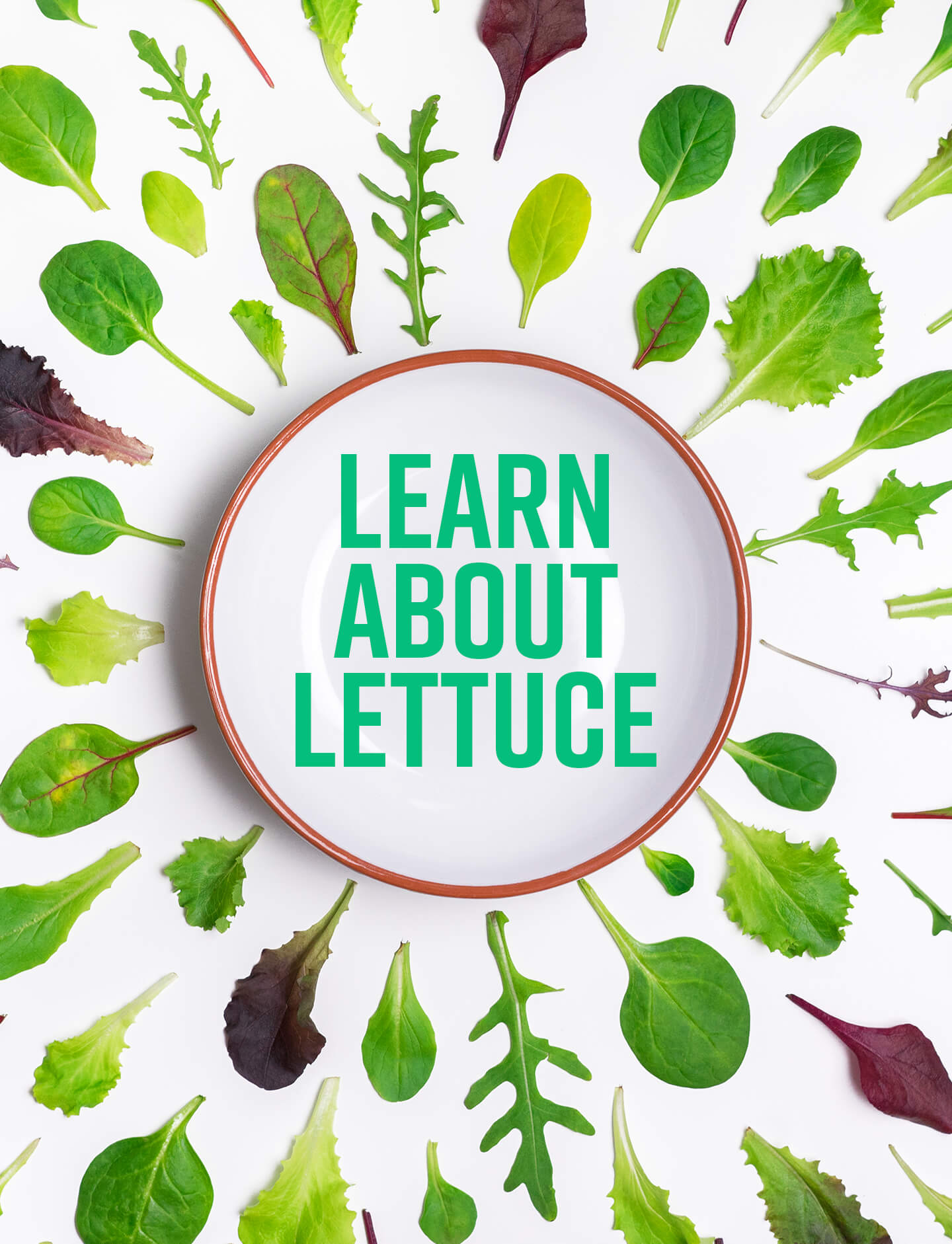 Lettuce | Information About Types of Lettuce | LettuceInfo.org