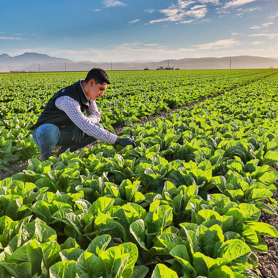 Lettuce Safety - LettuceInfo.org