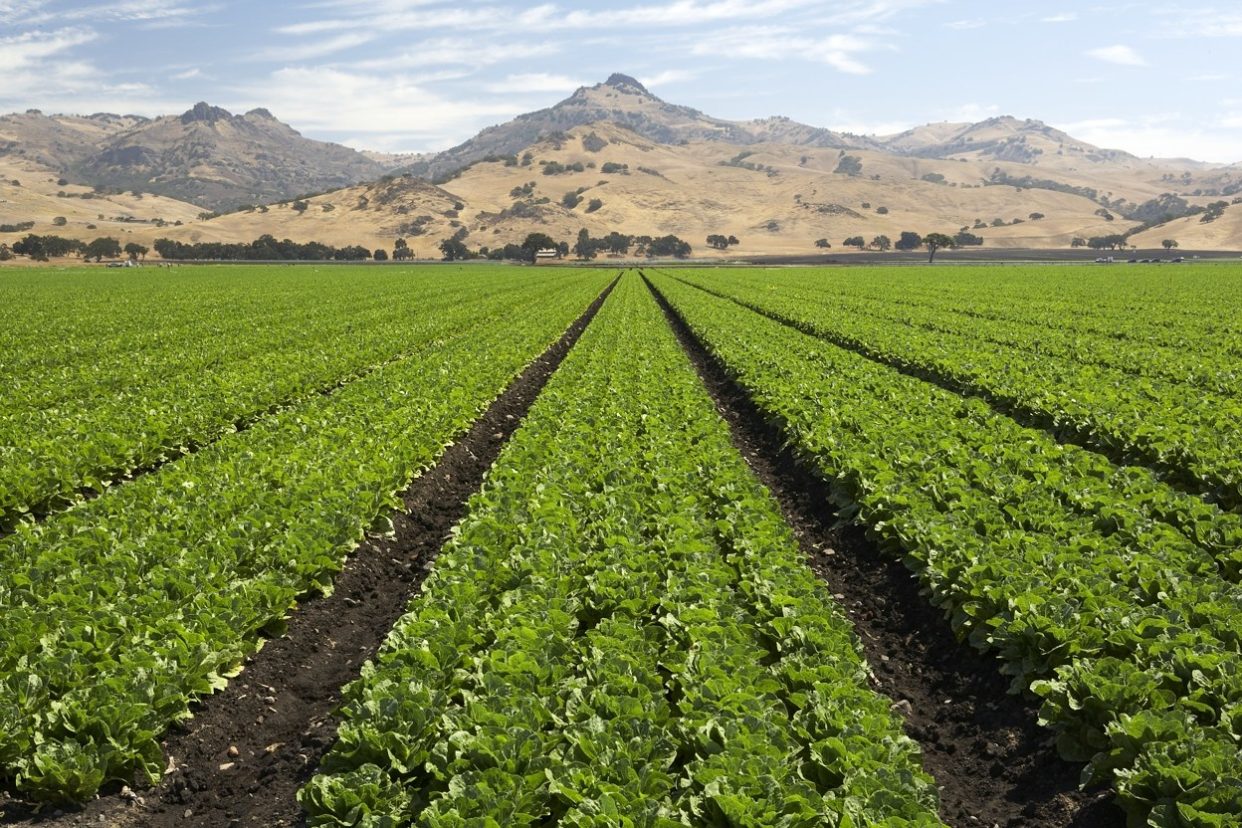 Lettuce | Information About Types of Lettuce | LettuceInfo.org