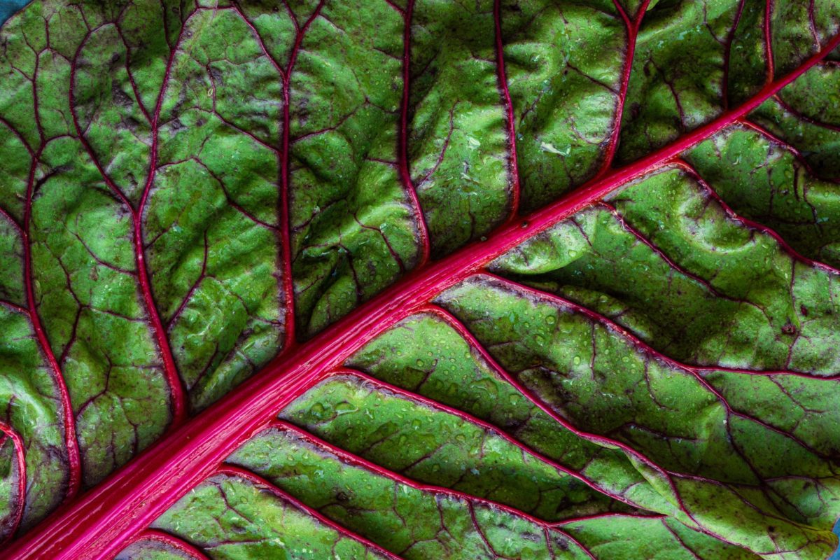 Chard FAQ - LettuceInfo.org