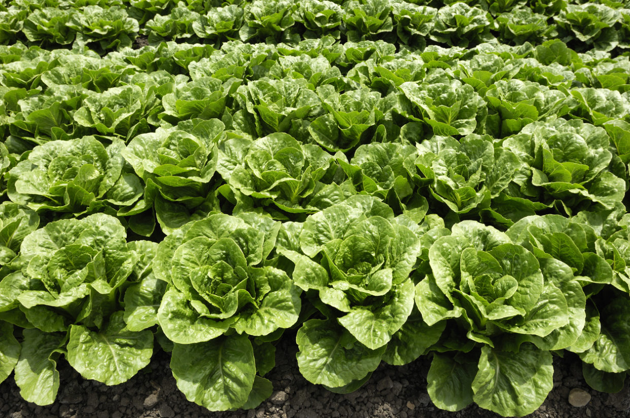 Romaine Lettuce Nutrition Facts | Nutrients | Calories | Romaine Lettuce